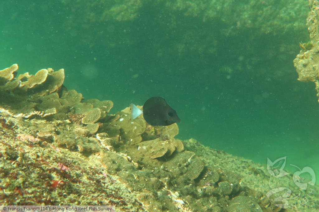 HKBIH - 物種圖片／影片