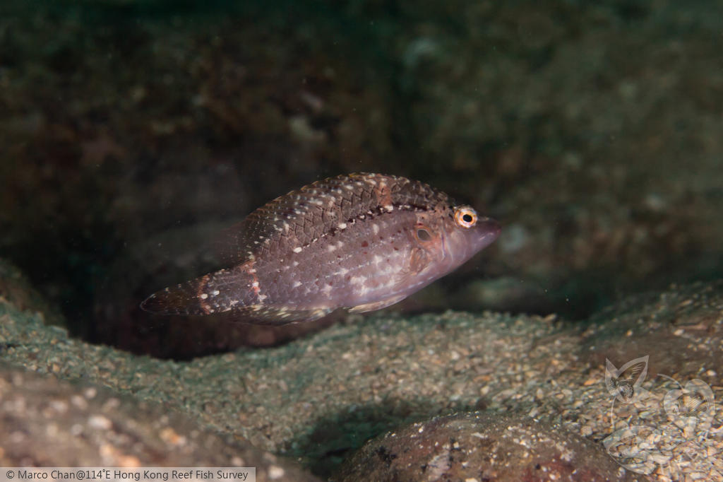 HKBIH - 物種圖片／影片