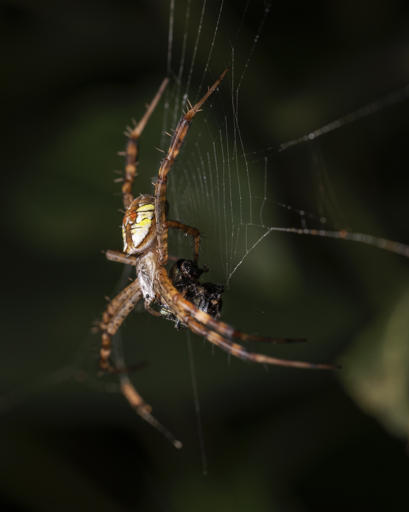 HKBIH - 多媒體數據庫