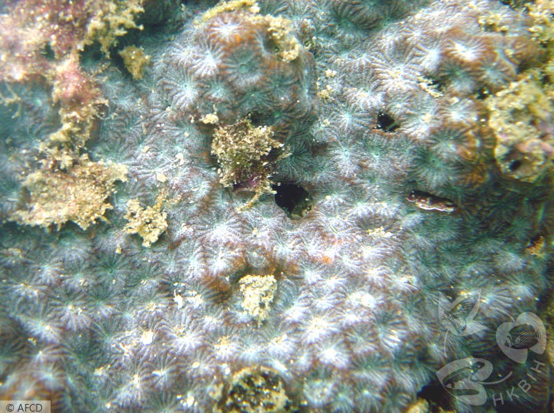 HKBIH - Species Gallery