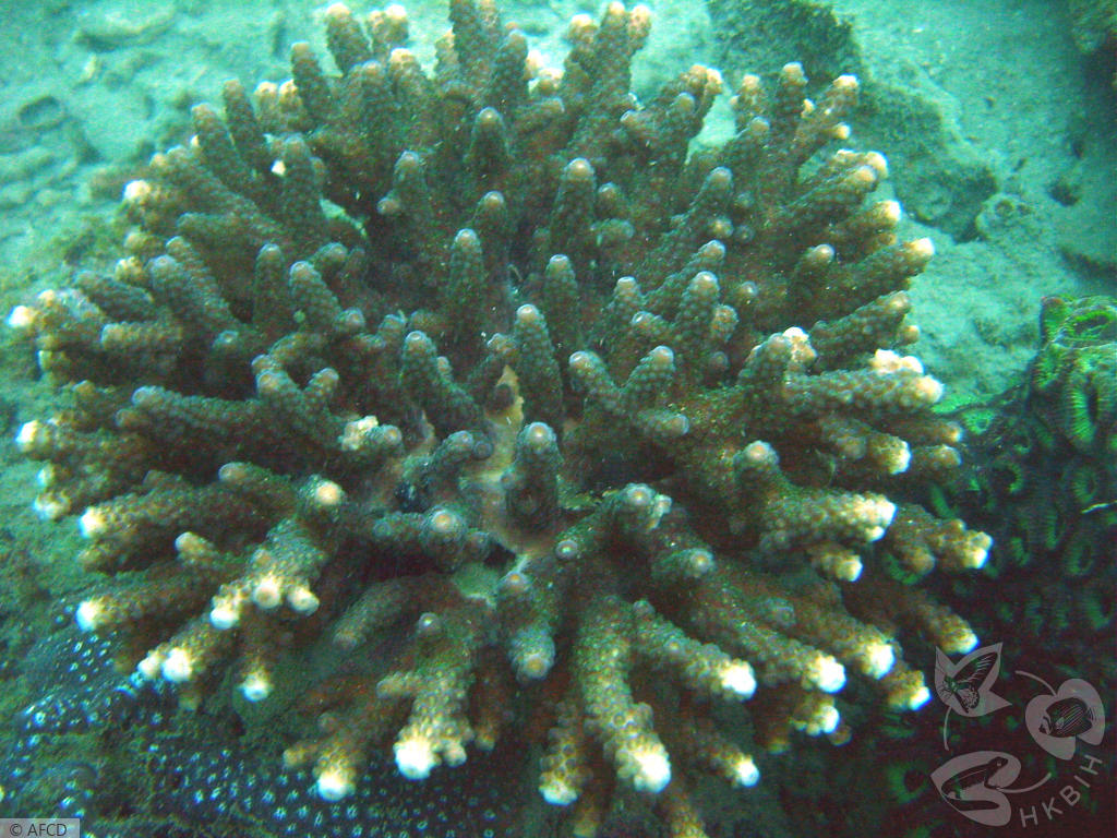 HKBIH - 物種圖片／影片