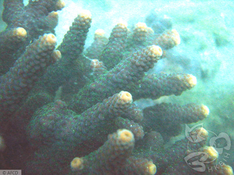 HKBIH - 物種圖片／影片