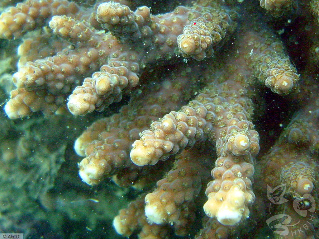 HKBIH - 物種圖片／影片