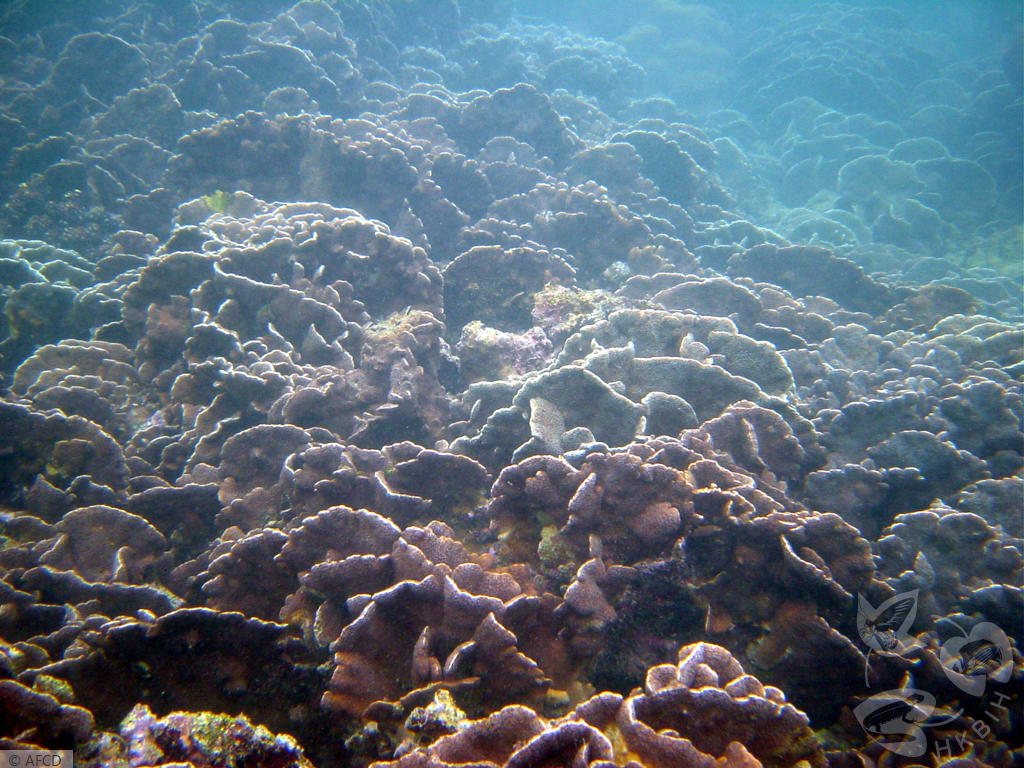 HKBIH - 物種圖片／影片