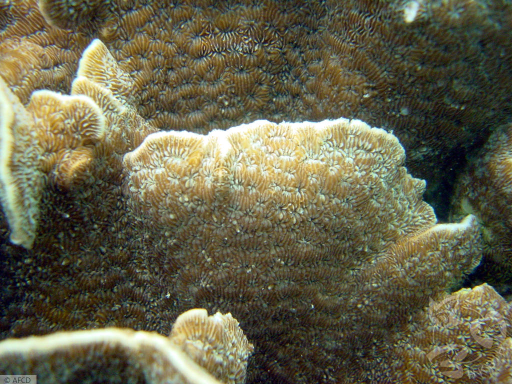 HKBIH - 物種圖片／影片