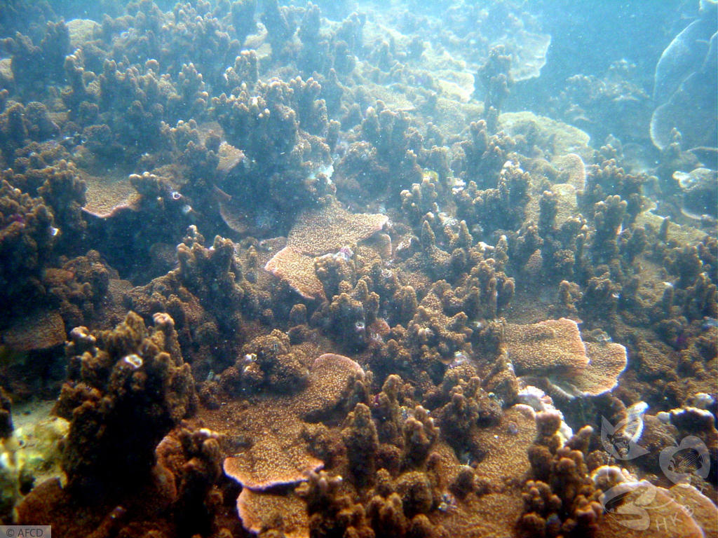 HKBIH - 物種圖片／影片