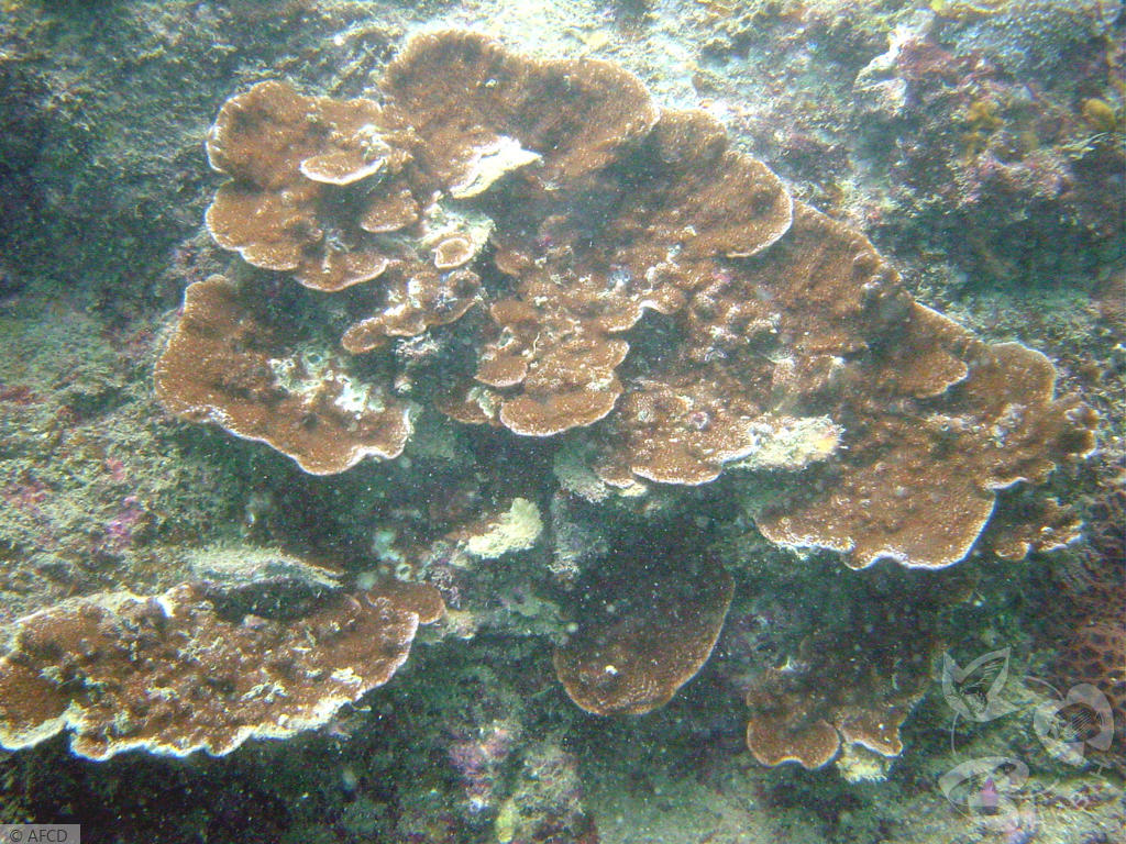 HKBIH - 物種圖片／影片