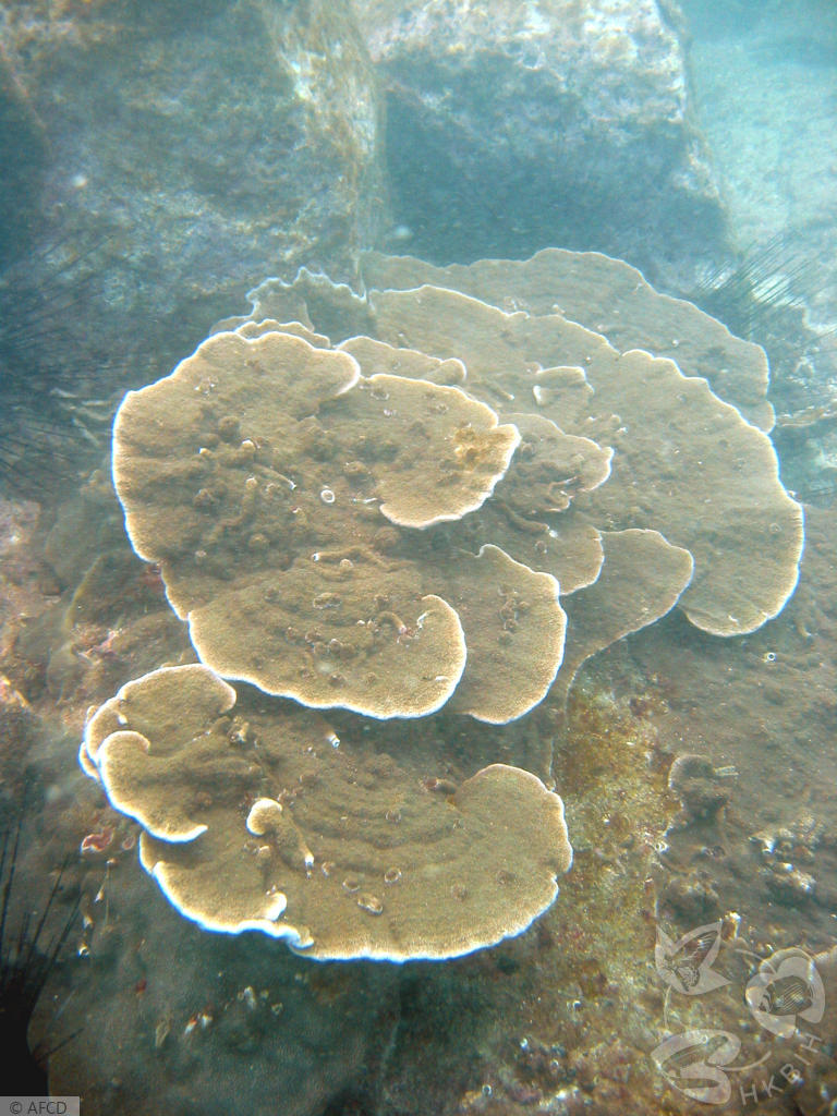 HKBIH - 物種圖片／影片