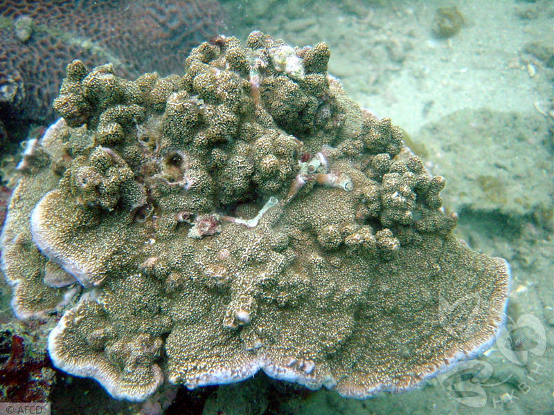 HKBIH - 物種圖片／影片