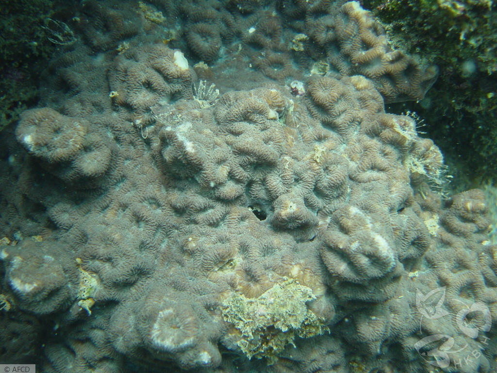 HKBIH - 物種圖片／影片