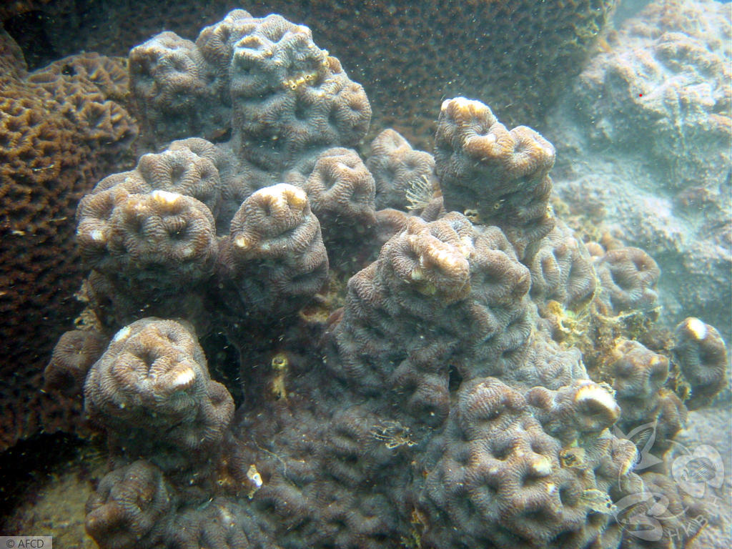 HKBIH - 物種圖片／影片