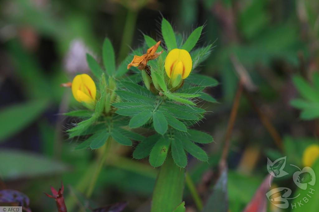 HKBIH - 物種圖片／影片