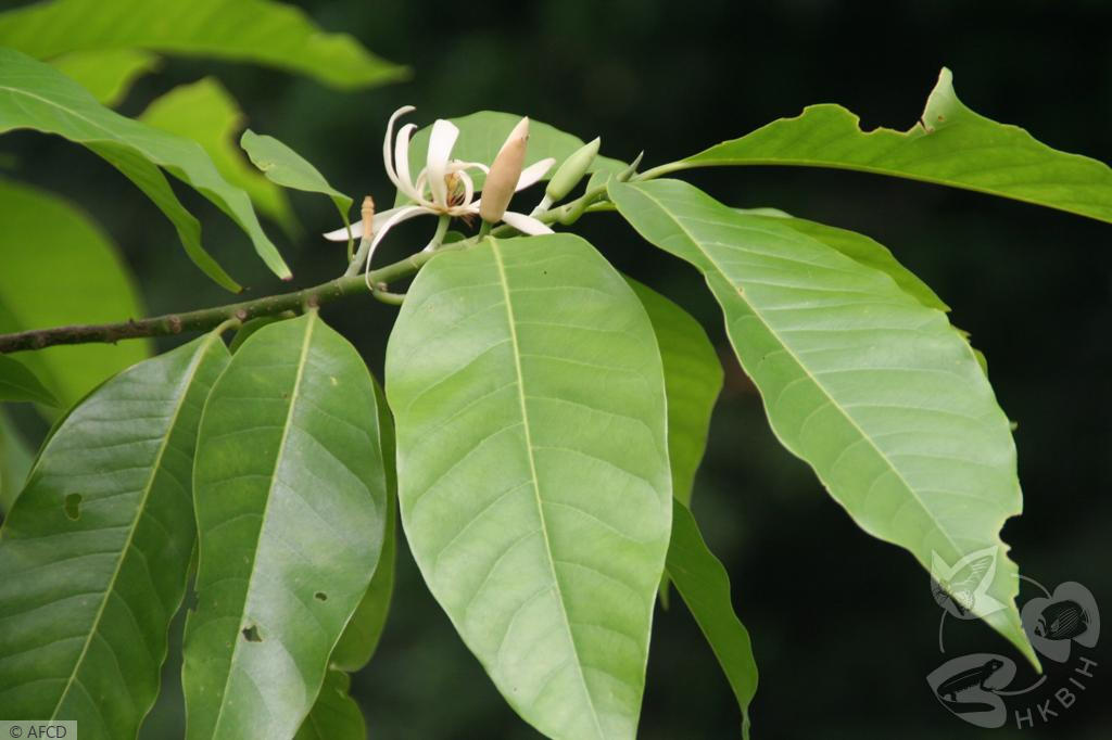 HKBIH - 物種圖片／影片