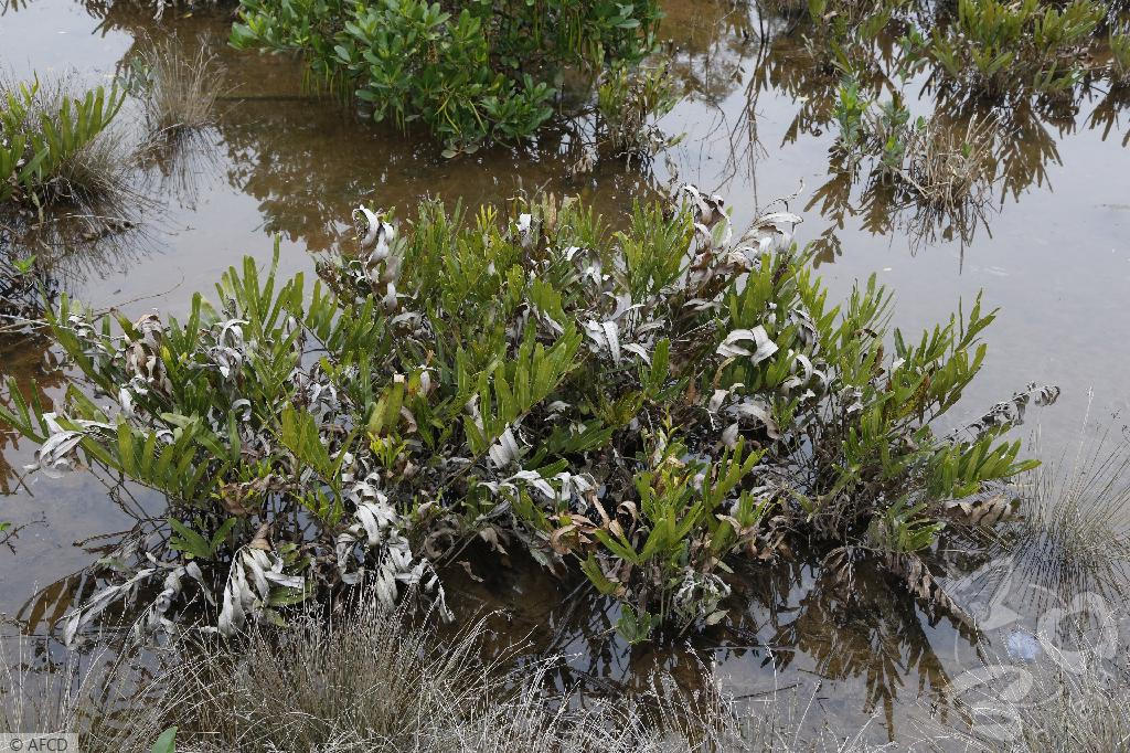 HKBIH - Species Gallery