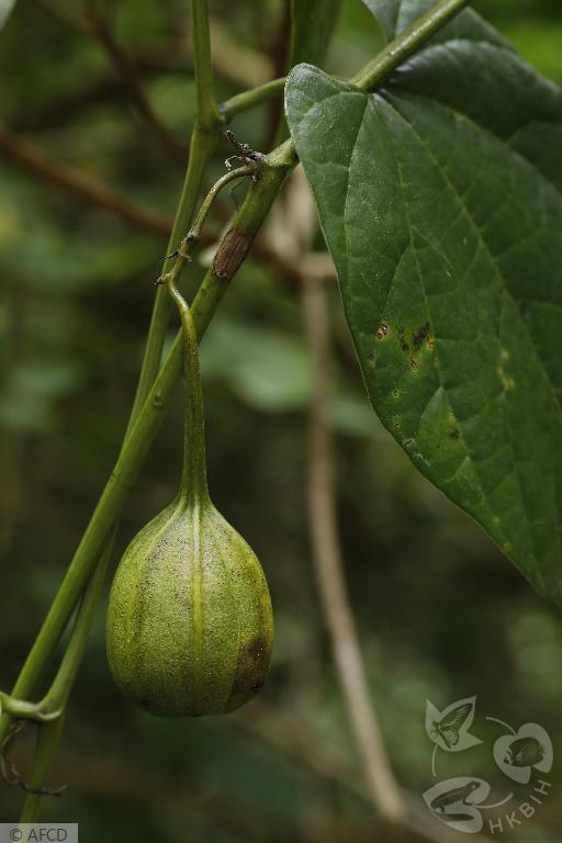 HKBIH - 物種圖片／影片
