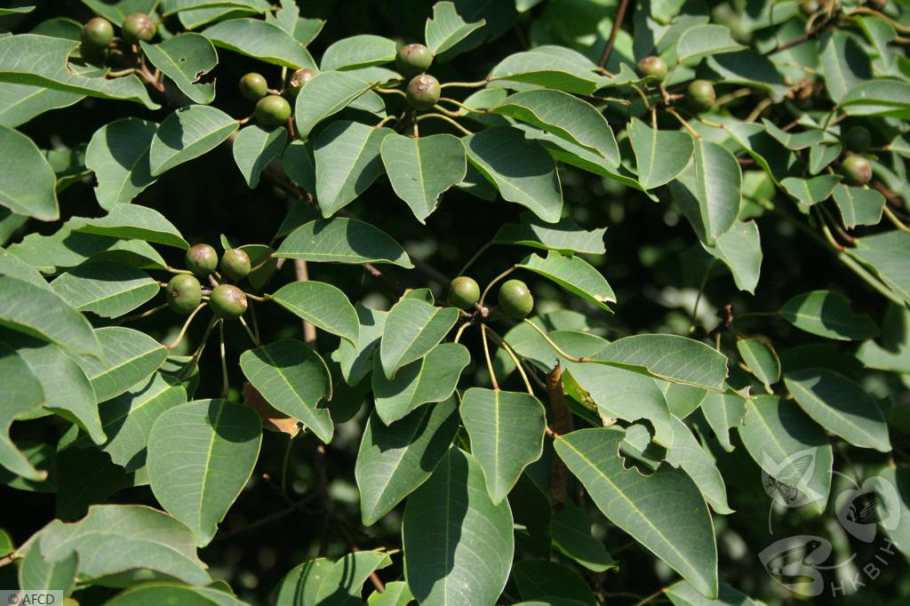 HKBIH - 物種圖片／影片