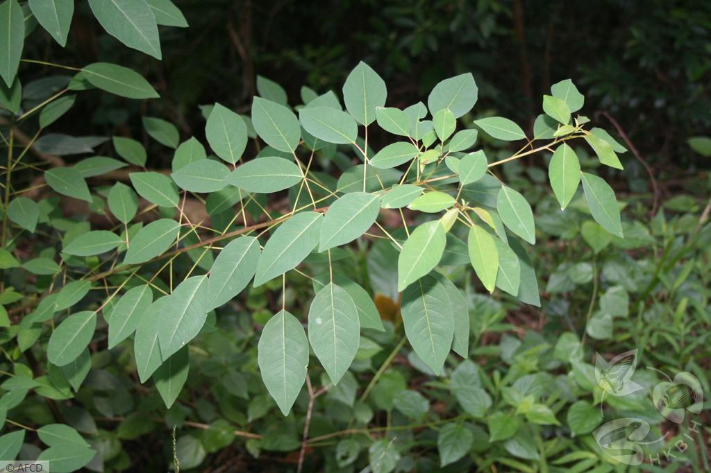 HKBIH - 物種圖片／影片