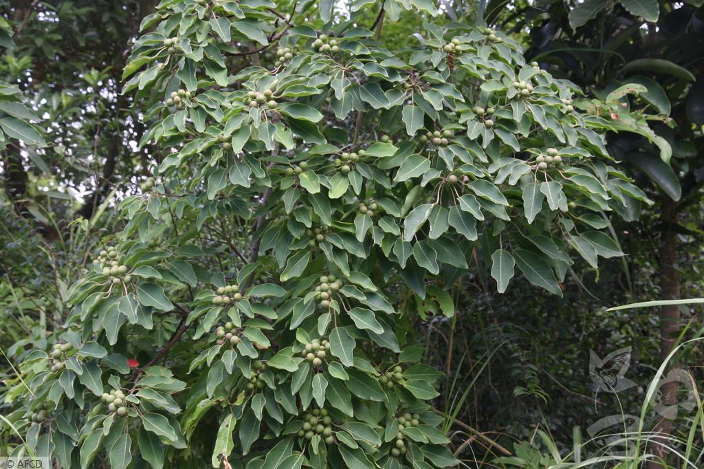 HKBIH - 物種圖片／影片