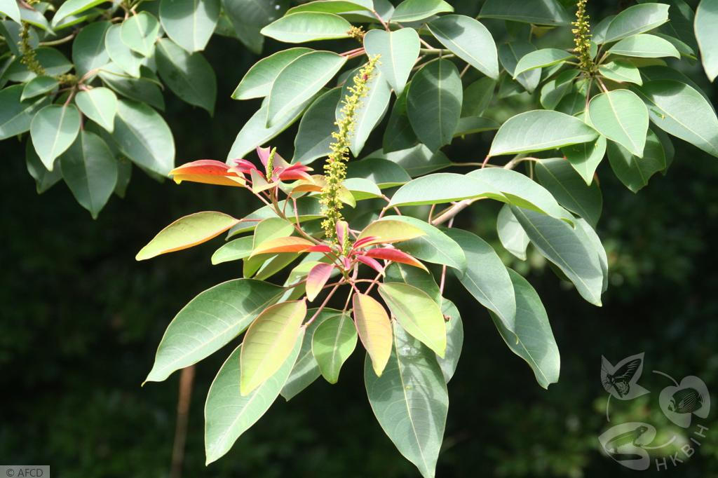 HKBIH - 物種圖片／影片