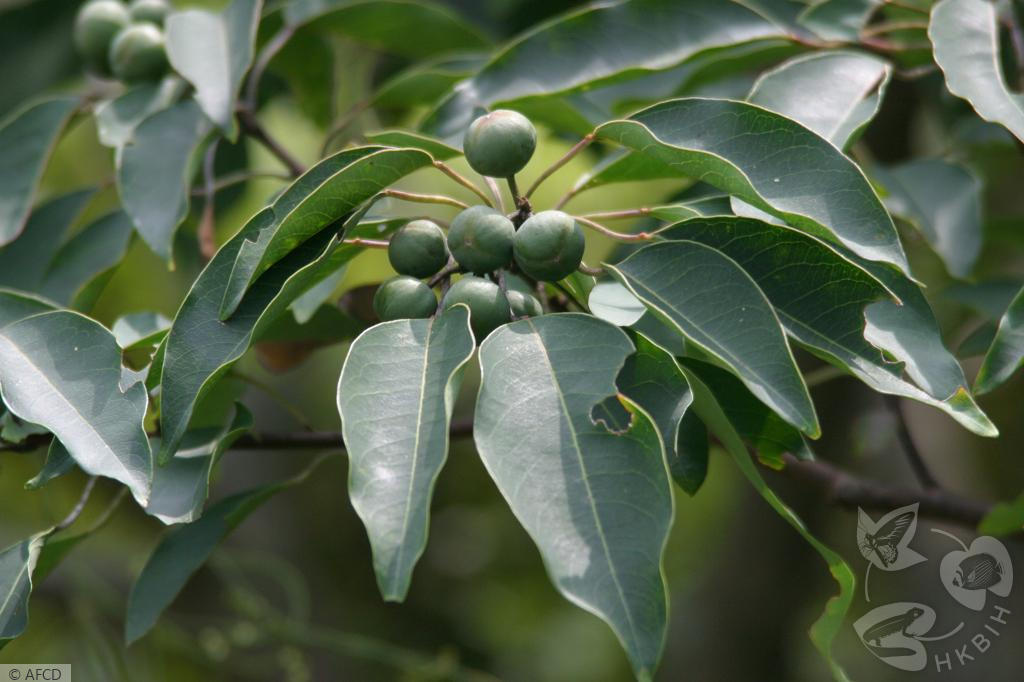 HKBIH - 物種圖片／影片