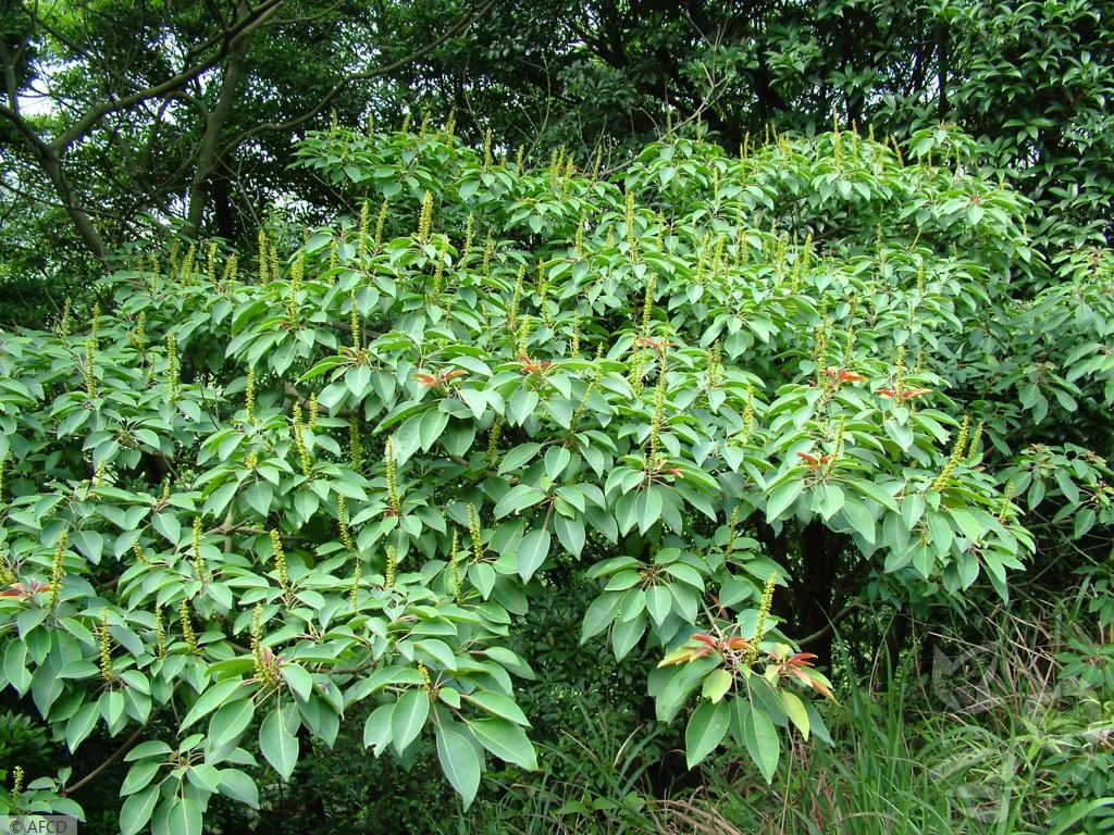 HKBIH - 物種圖片／影片