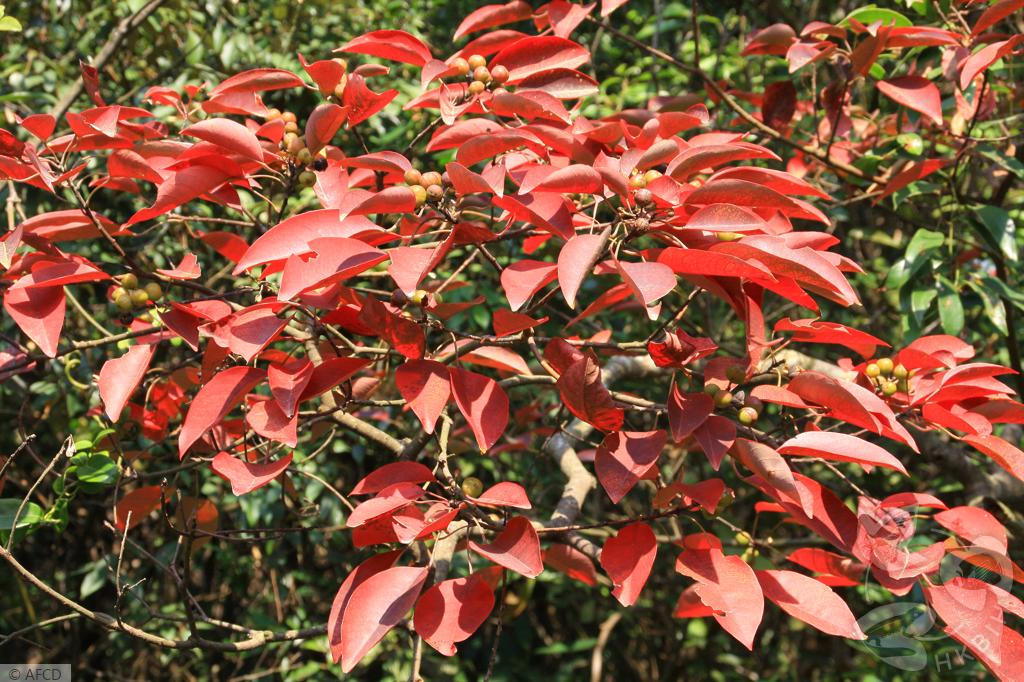 HKBIH - 物種圖片／影片