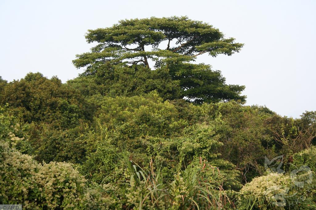 HKBIH - 物種圖片／影片