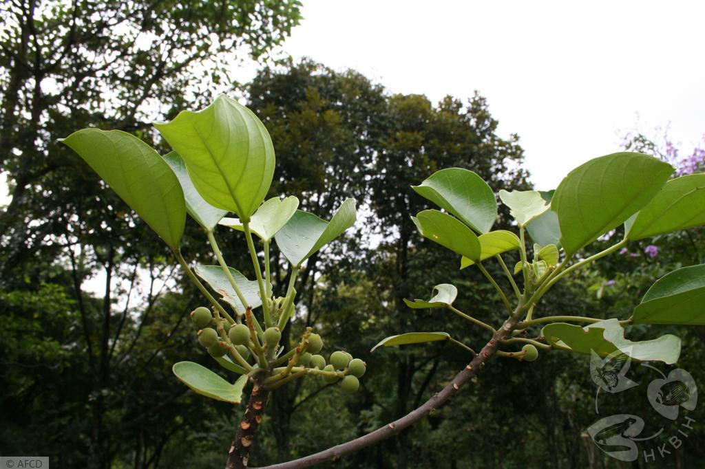 HKBIH - 物種圖片／影片