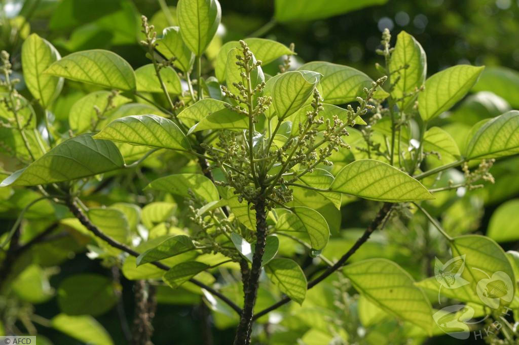 HKBIH - 物種圖片／影片