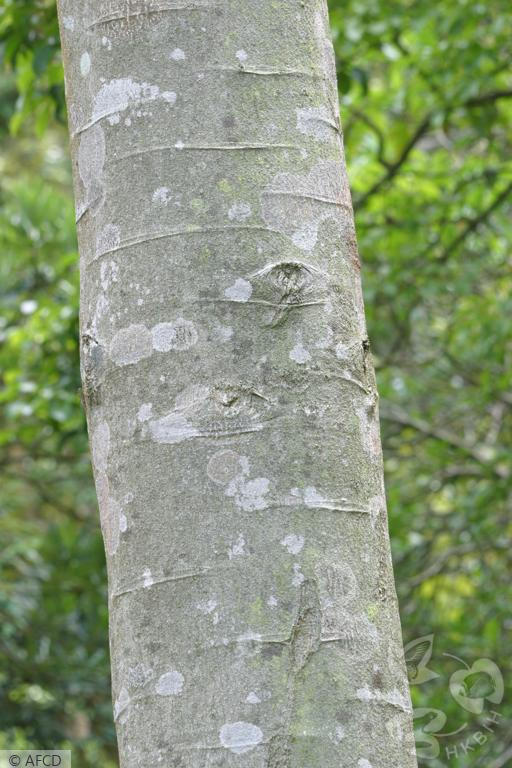 HKBIH - 物種圖片／影片