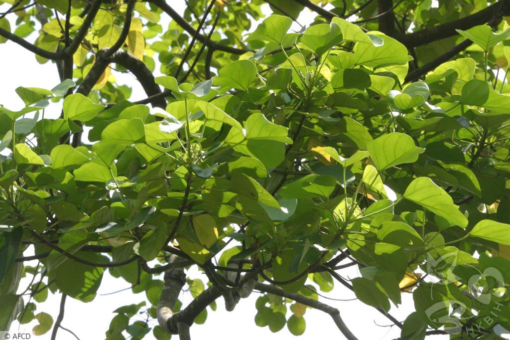 HKBIH - 物種圖片／影片