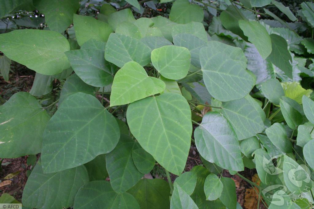 HKBIH - 物種圖片／影片