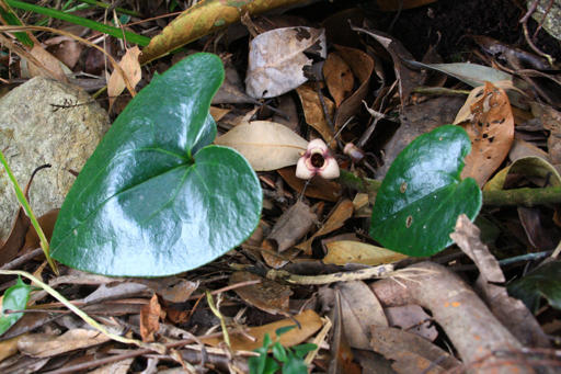 HKBIH - Species Information