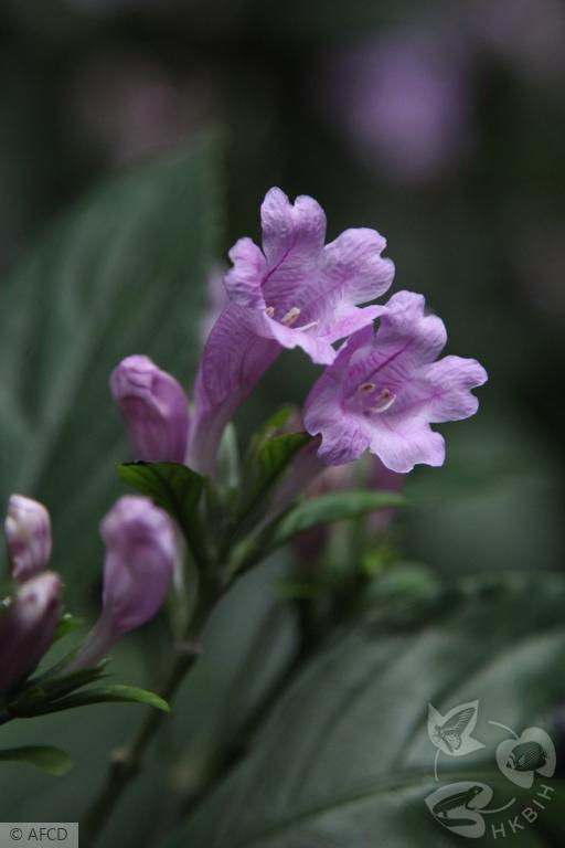 HKBIH - 物種圖片／影片