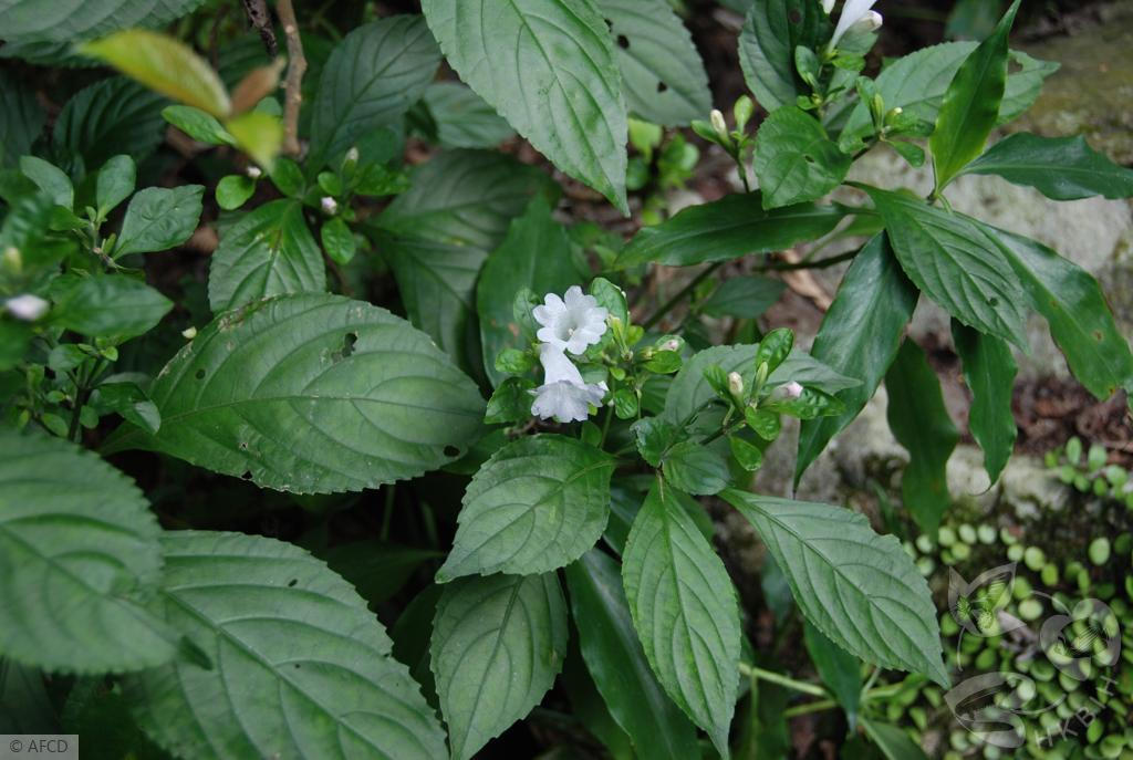 HKBIH - 物種圖片／影片