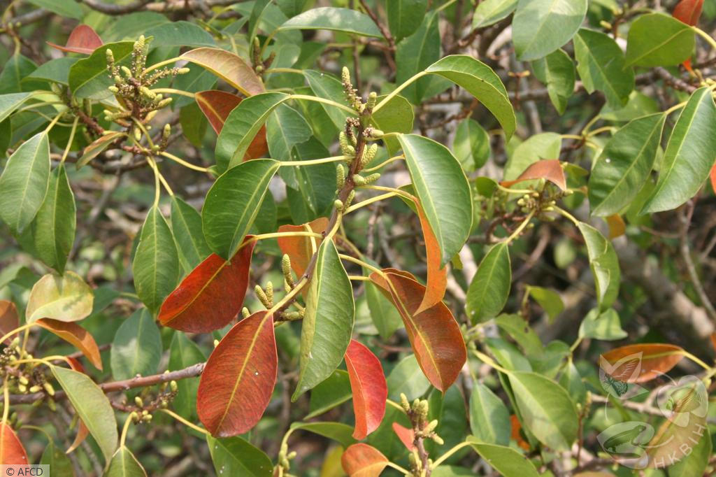 HKBIH - Species Gallery