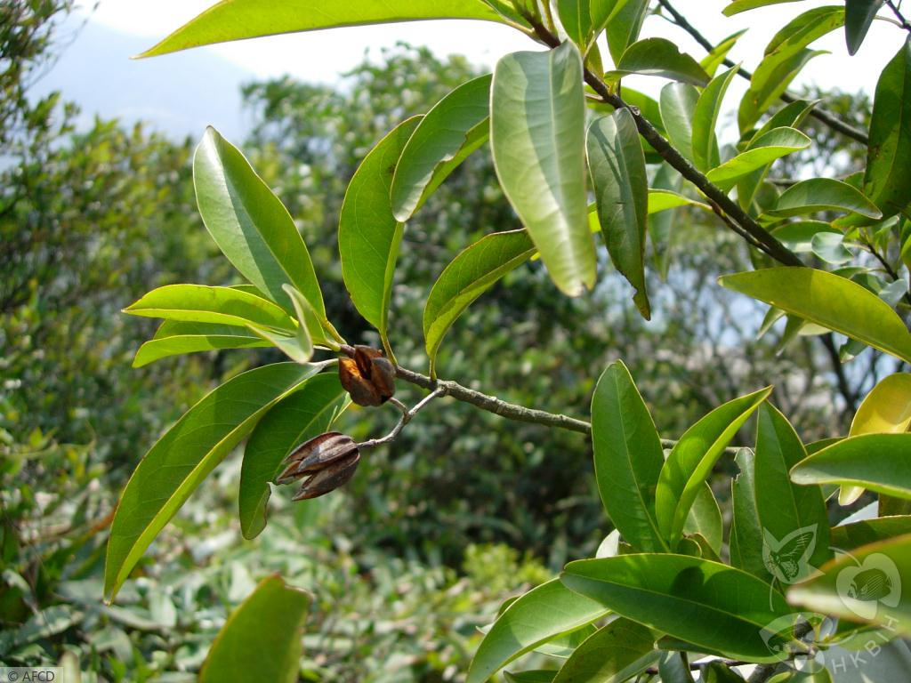 HKBIH - 物種圖片／影片