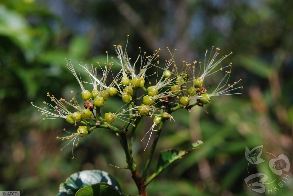 HKBIH - 物種圖片／影片