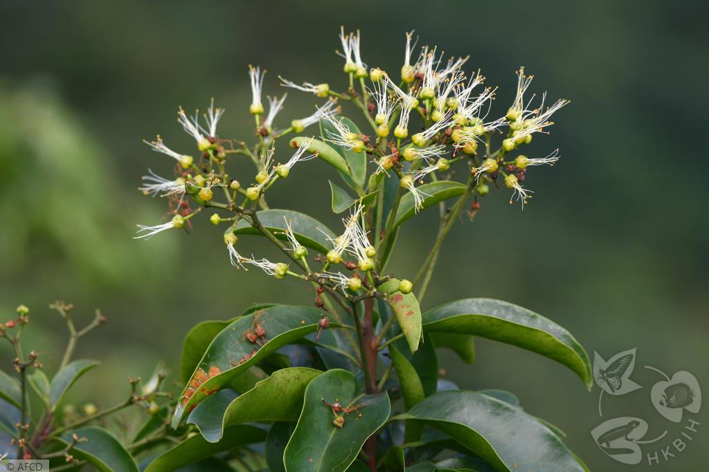 HKBIH - 物種圖片／影片