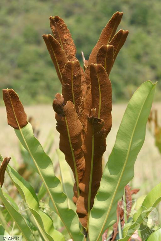 HKBIH - Species Gallery