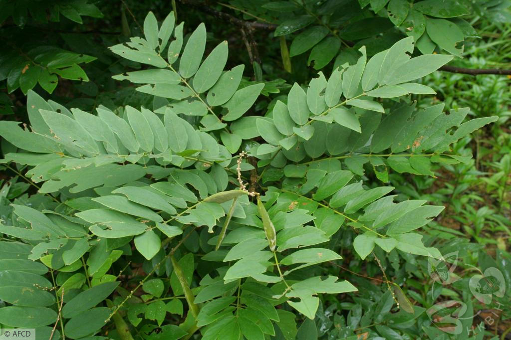HKBIH - Species Gallery