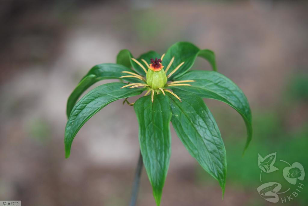 HKBIH - Species Gallery