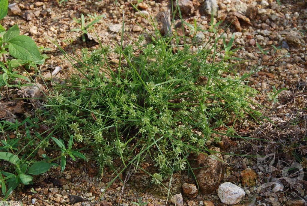 HKBIH - 物種圖片／影片