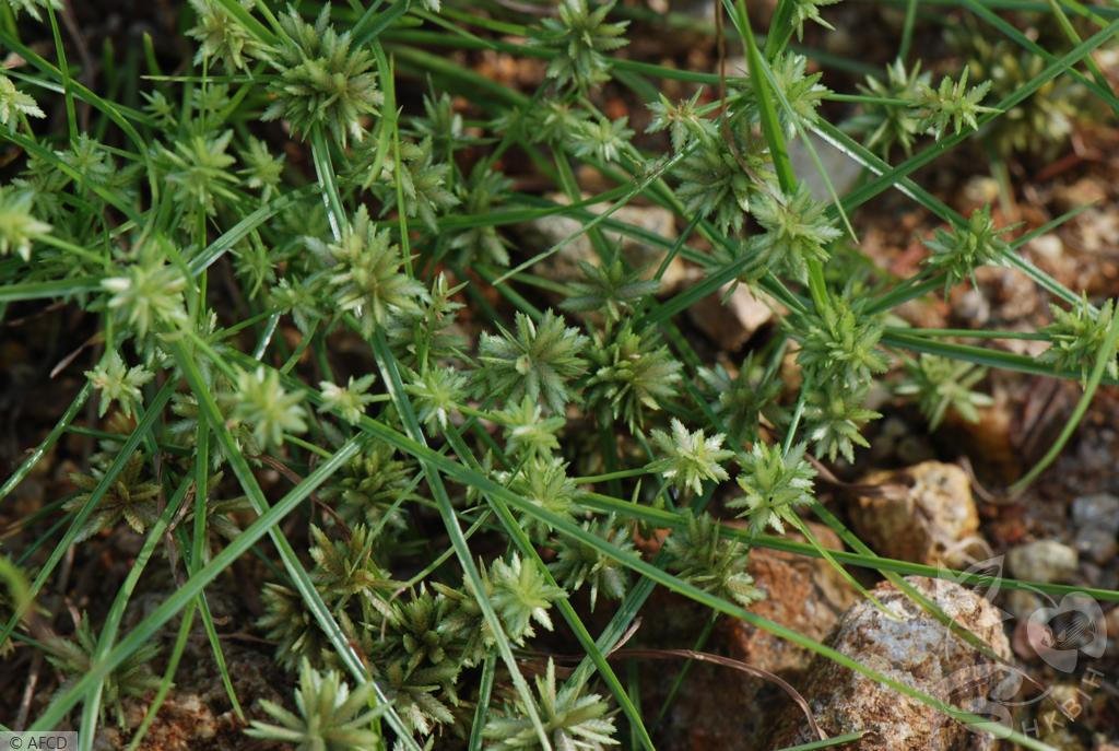 HKBIH - 物種圖片／影片