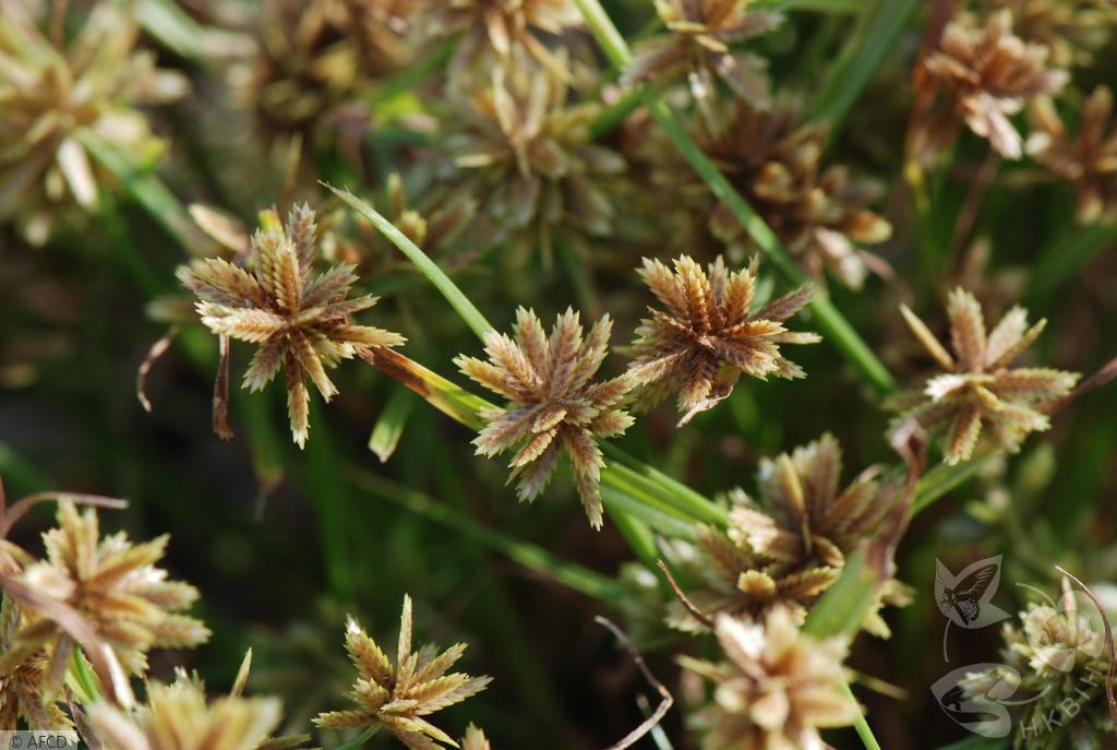 HKBIH - 物種圖片／影片