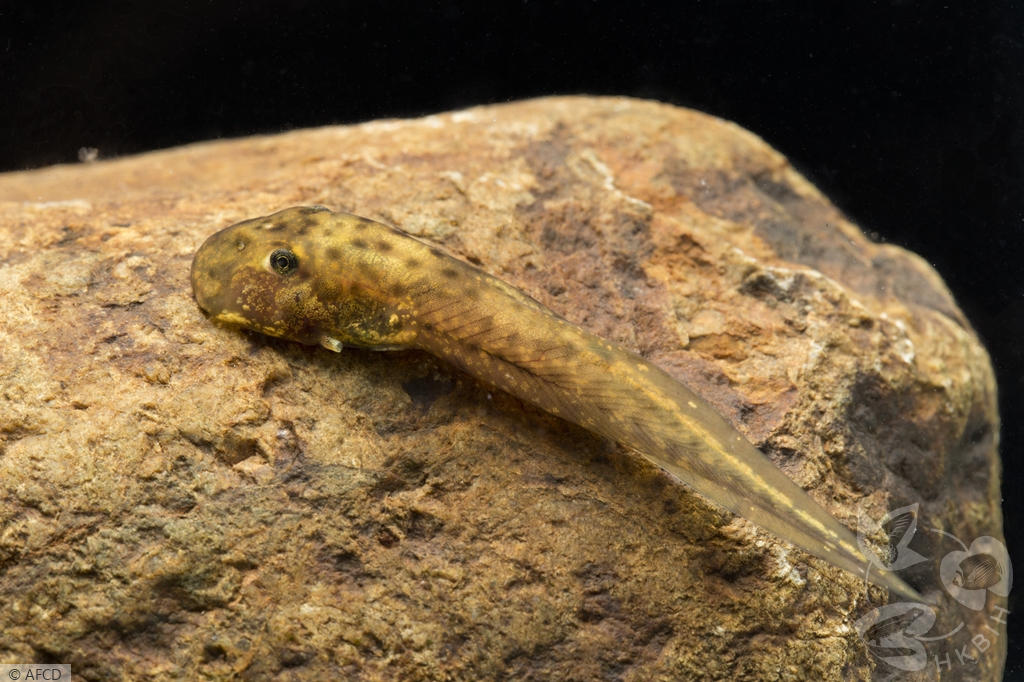 HKBIH - Species Gallery