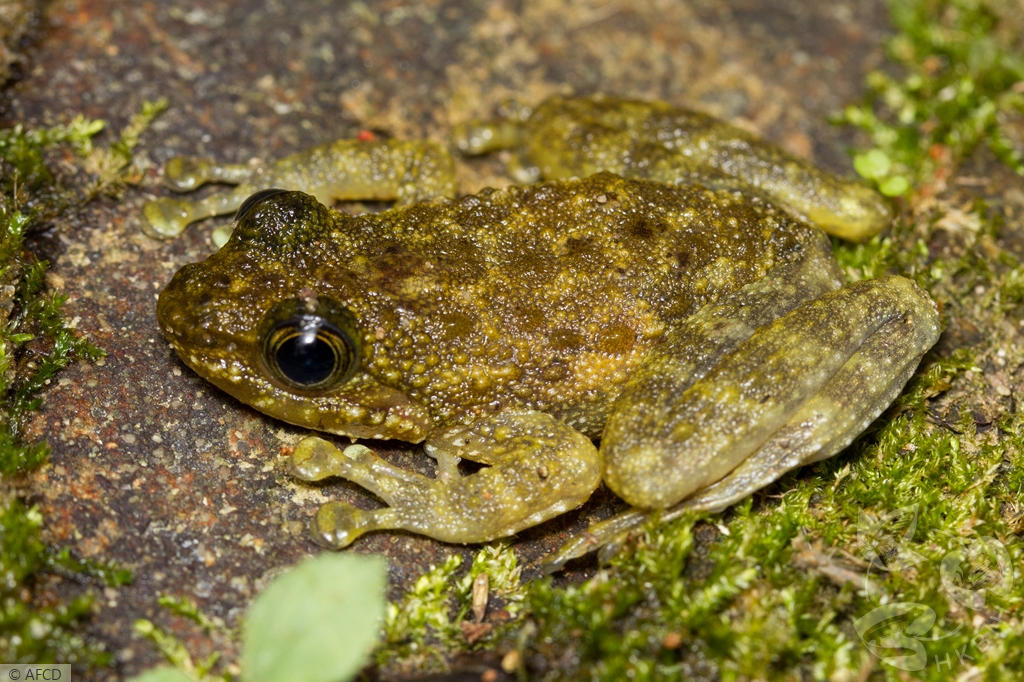 HKBIH - Species Gallery