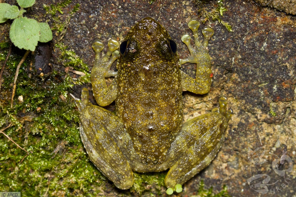 HKBIH - Species Gallery