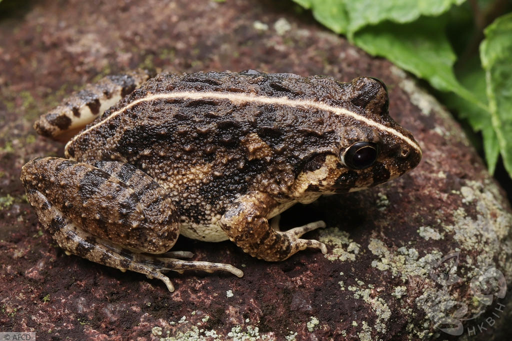 HKBIH - Species Gallery