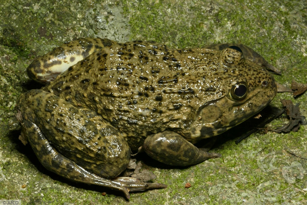 HKBIH - Species Gallery